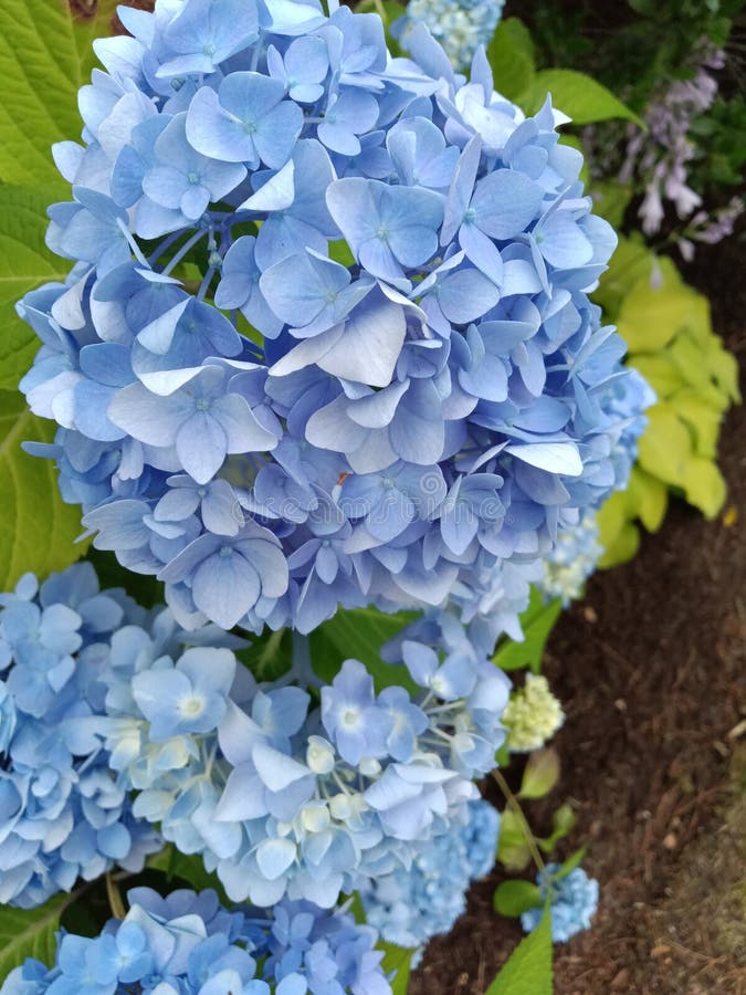 Nikko Blue Hydrangea Shrub stock image. Image of summer - 391335885