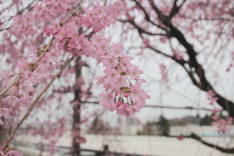 Nikko, Japan - Park with Spring Cherry Blossom Stock Image - Image of ...