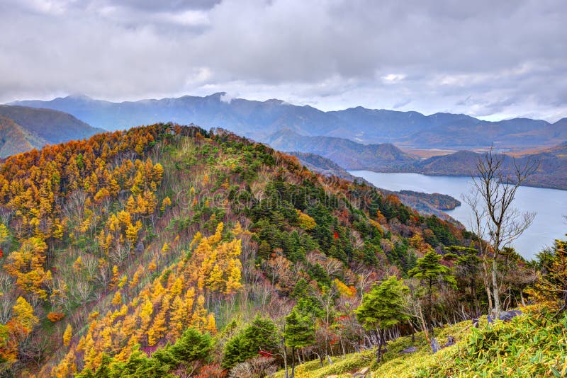 Nikko-staatlicher Wald in Japan Stockfoto - Bild von szenisch, fallen ...