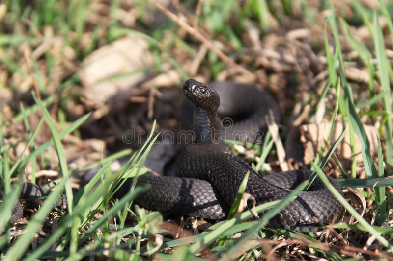 Nikolsky`s adder stock photo. Image of serpent, nature - 132931504