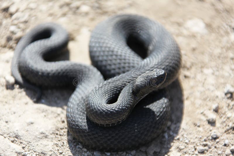 Nikolskys huggorm arkivfoto. Bild av klart, utanför - 132931478