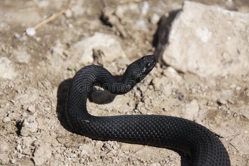 Nikolskys huggorm arkivfoto. Bild av anfaller, vildmark - 132931516