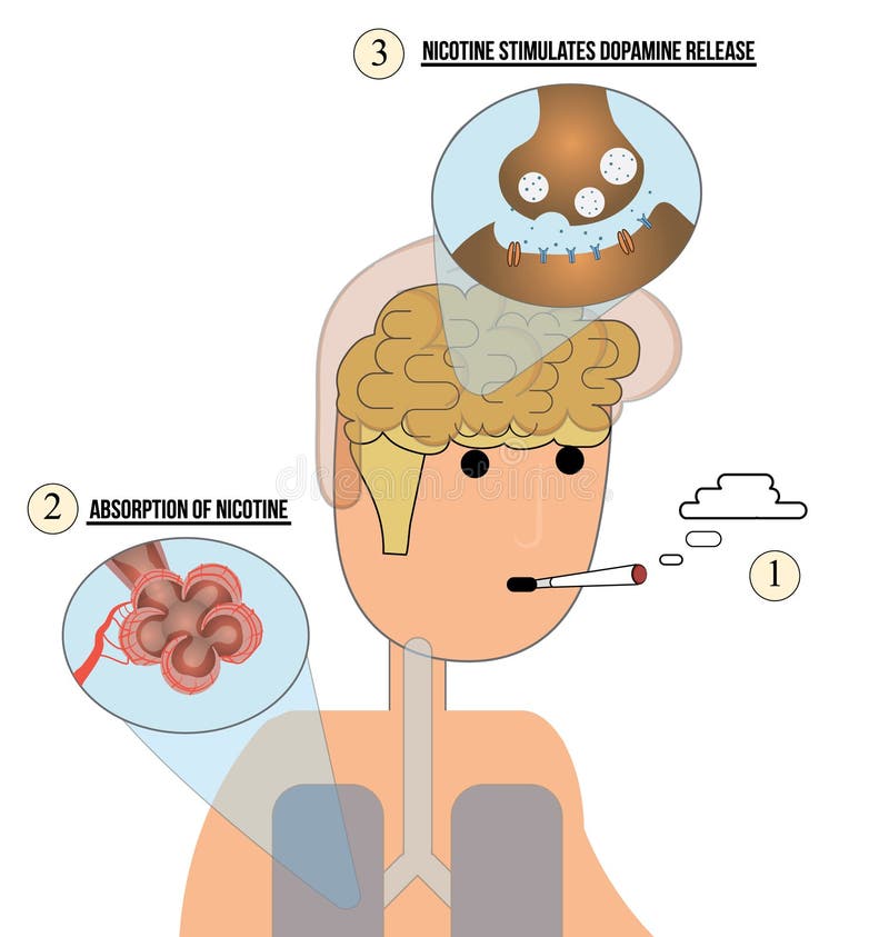 Aktion des Nikotins vektor abbildung. Illustration von drogen - 42242234
