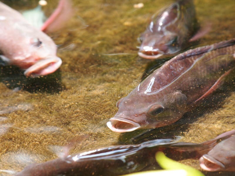 Nil-Fische stockbild. Bild von reizend, bewirtschaftet - 70003063