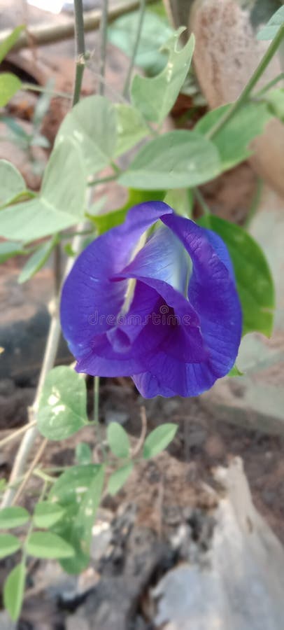 Nil Katarolu Flower in Sri Lanka Stock Photo - Image of lanka, katarolu ...