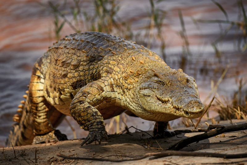 Ein Nil-Krokodil, Crocodylus Niloticus Stockbild - Bild von crocodylus ...