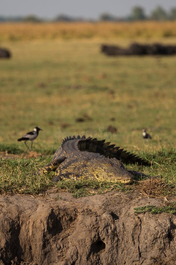 Nil-Krokodil, Das an Okavango-Delta Wartet Stockfoto - Bild von jäger ...