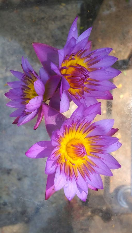 Nil Mahanel Mal, Blue-water Lily Flowers Stock Image - Image of purple ...