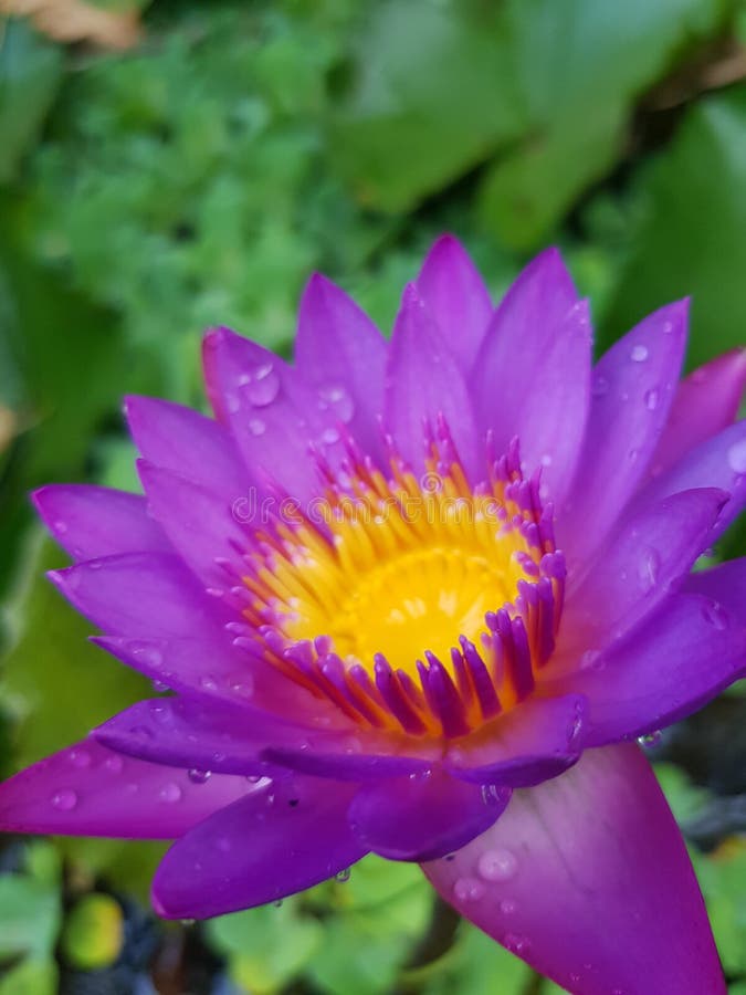 Nil Manel Mala . the National Flower of Sri Lanka Stock Photo - Image ...