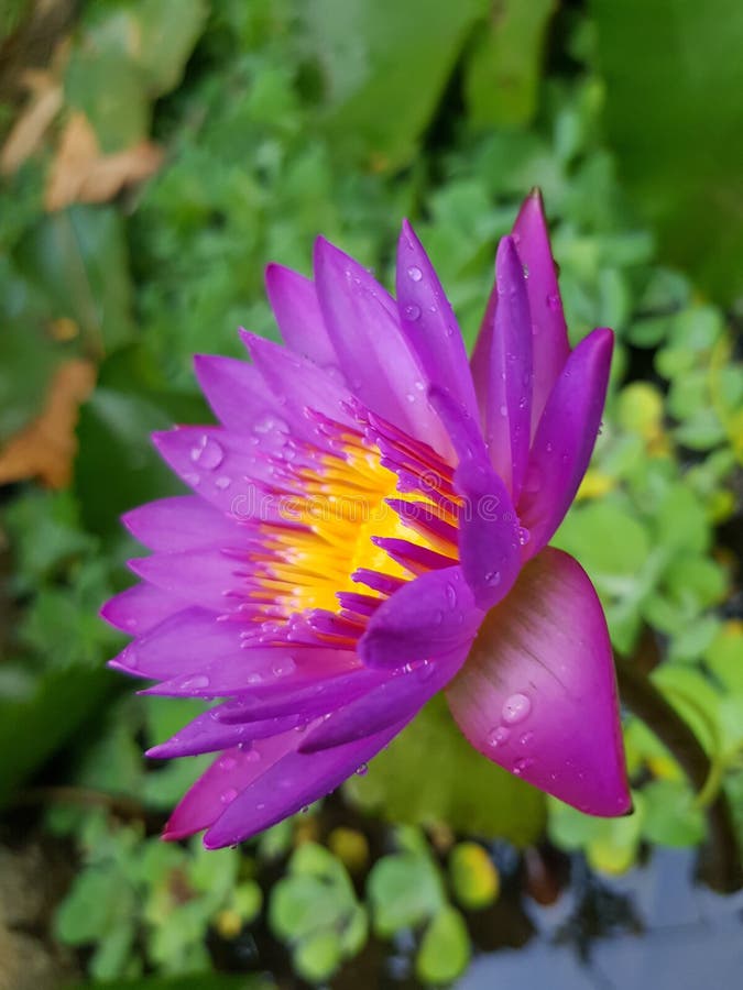 Nil Manel Mala . the National Flower of Sri Lanka Stock Image - Image ...