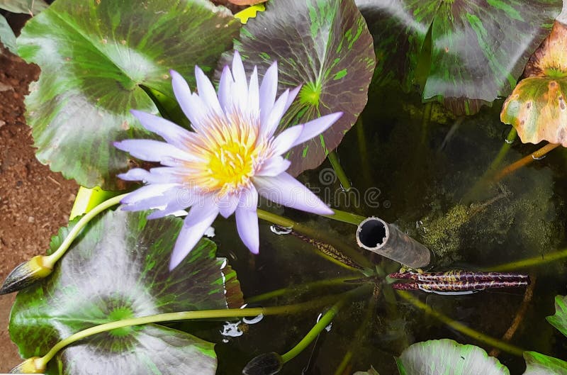 Nil Manel Natural Flower in Srilanka Stock Photo - Image of water ...