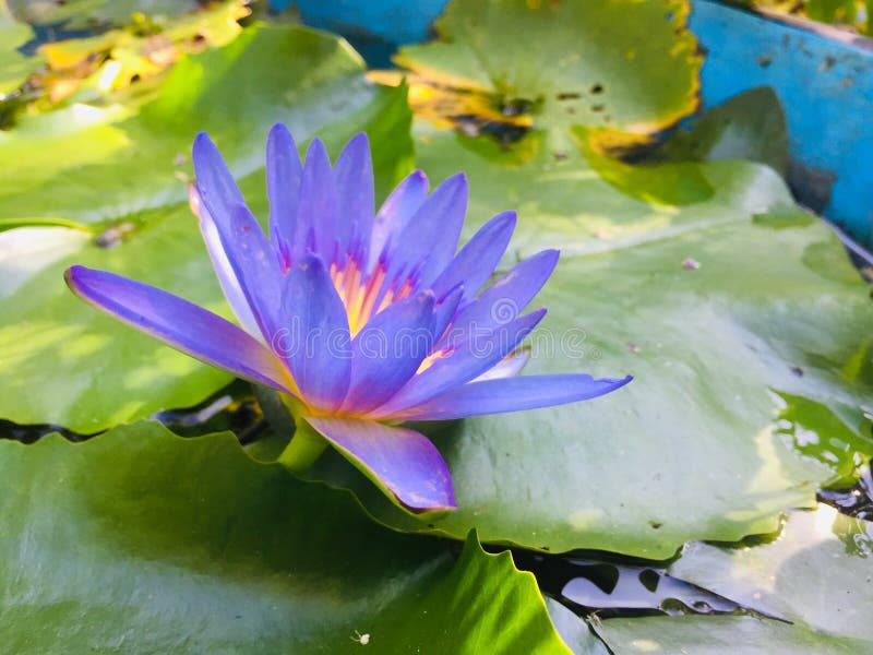 Nil manel flower stock photo. Image of nilmanel, srilanka - 123352384