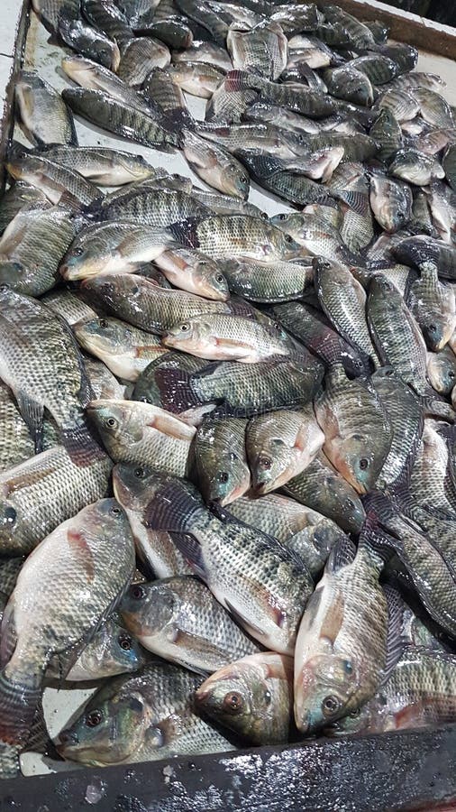 Nila fish at market stock image. Image of animal, organism - 262689143