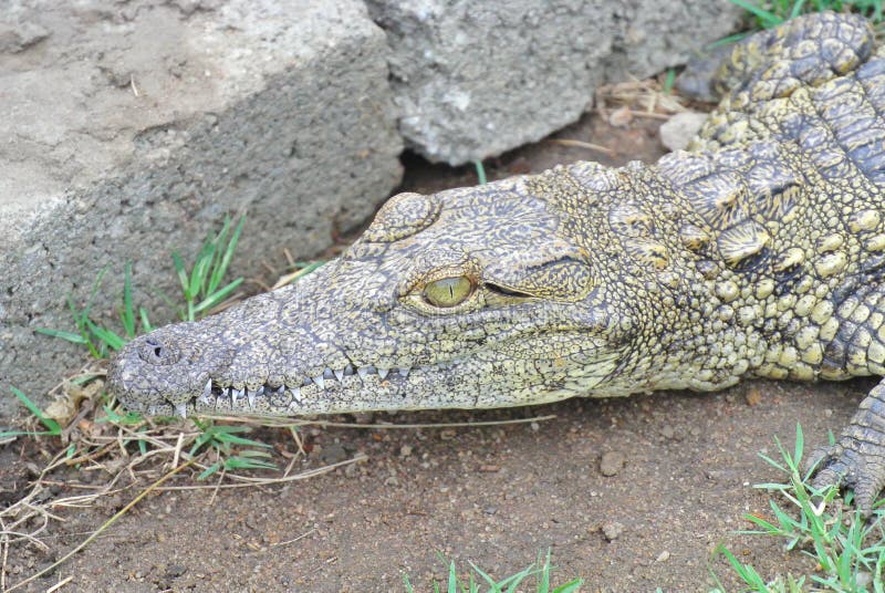 Nile Croc stock photo. Image of watching, croc, teeth - 48677858