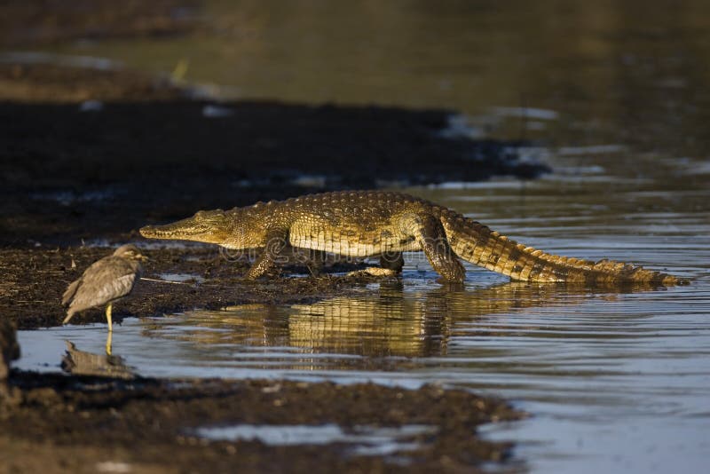 Nile crocodile stock image. Image of fauna, risk, fearful - 1008249