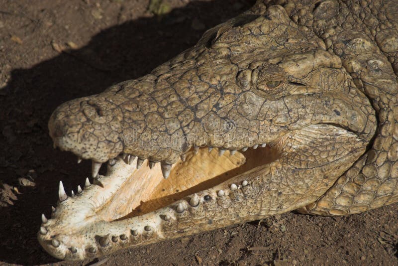 Nile Crocodile Picture. Image: 1022183