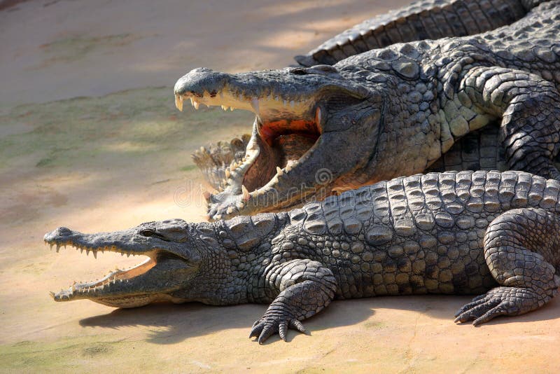 Crocodile Den (South Africa) Stock Photo - Image of gator, jaws: 4419438