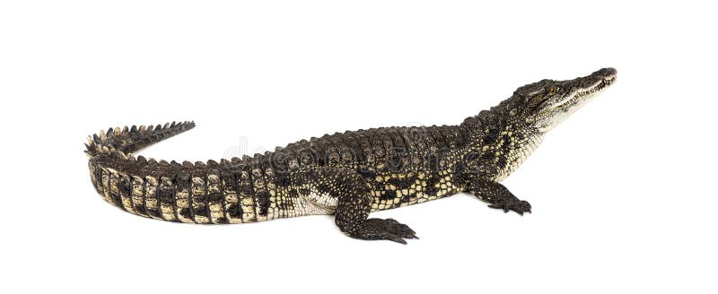 Nile Crocodile, Crocodylus Niloticus, Isolated on White Stock Photo ...