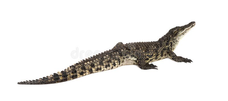 Nile Crocodile, Crocodylus Niloticus, Isolated on White Stock Photo ...