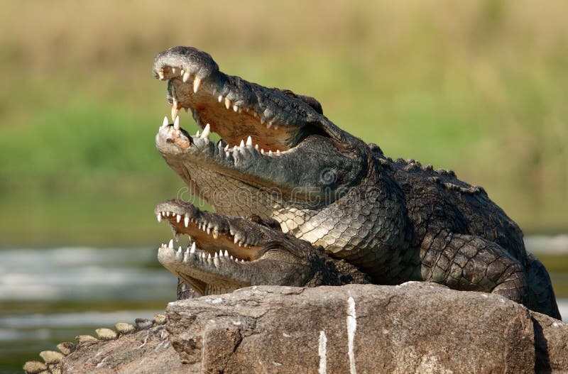 Nile Crocodile (Crocodylus Niloticus), Mating, Stock Photo - Image of ...