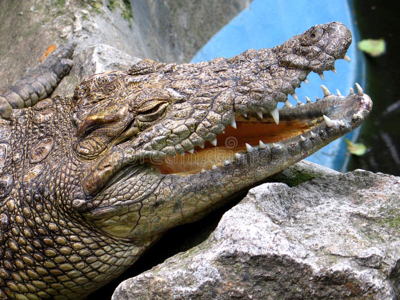 Nile Crocodile Crocodylus Niloticus Foto de archivo - Imagen de serbia ...