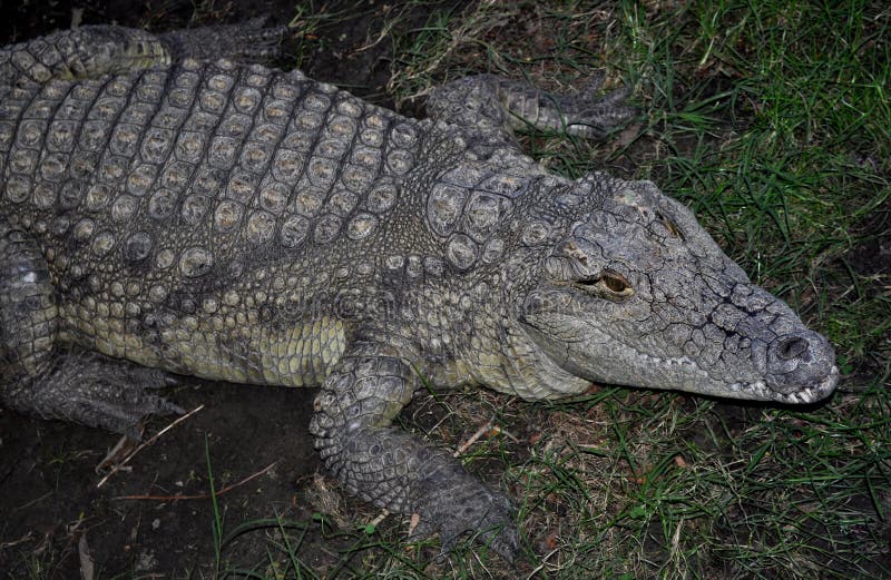 Nile Crocodile (Crocodylus Niloticus) Stock Image - Image of predator ...