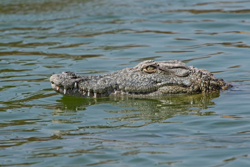 Nile Crocodile Crocodylus Niloticus Stock Photo - Image of marsh, river ...