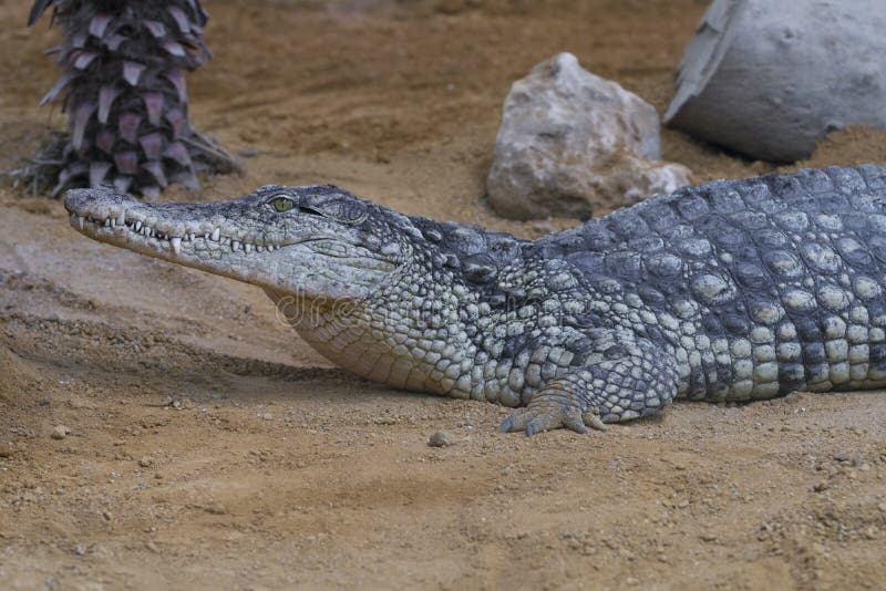 Female Crocodile Carrying Its Young Crocodile Stock Photo - Image of ...