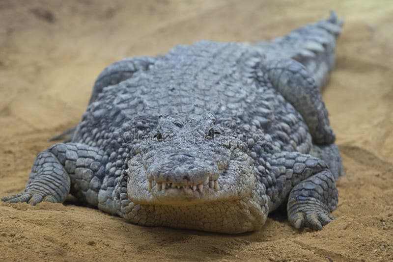 Nile Crocodile Male Resting in the Sand Stock Photo - Image of sand ...