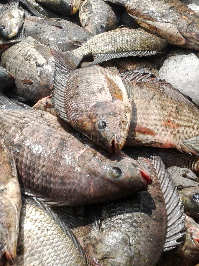 Nile fish stock photo. Image of food, animal, nature - 58552938
