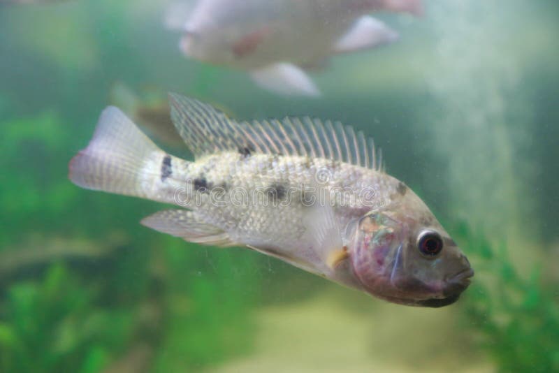 Nile Fishes imagen de archivo. Imagen de océano, colorido - 103116883