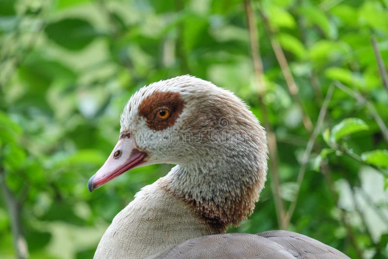 Majestic Nile Goose in Profile Stock Image - Image of neck, plumage ...