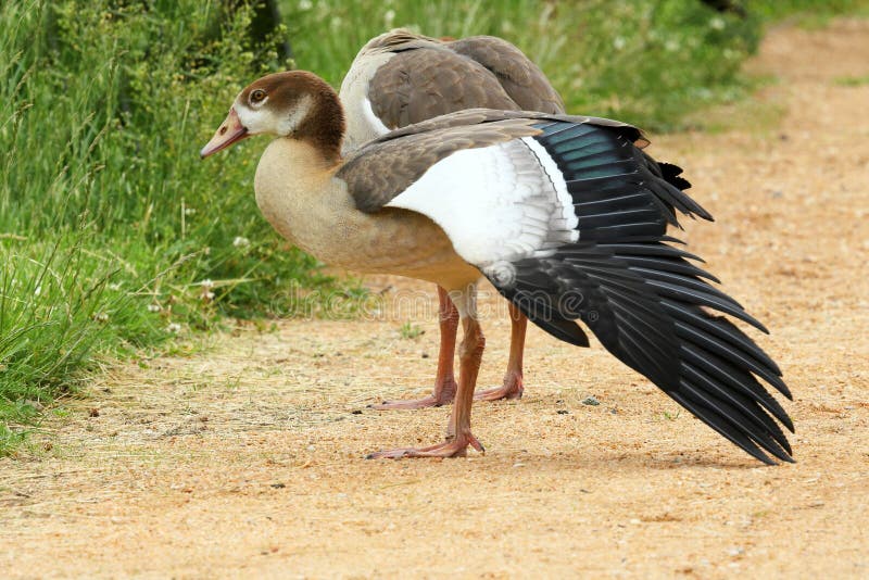 Nile goose stock photo. Image of sacred, beautifully - 198315248