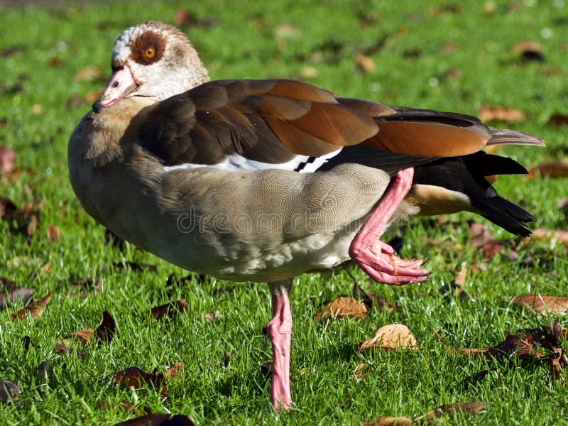 Nile Goose Standing on One Leg Stock Photo - Image of nijlgans, bird ...