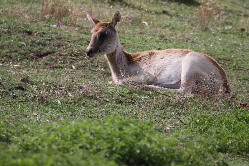 Nile lechwe stock photo. Image of golden, entelope, mammal - 12462854