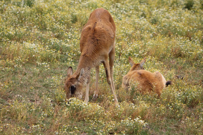 Nile lechwe stock image. Image of female, nature, animal - 19971249