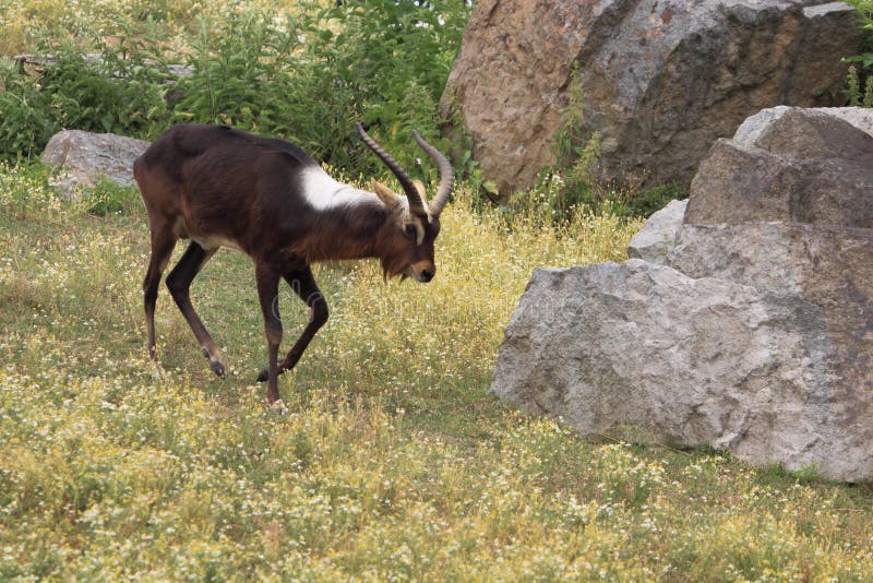 Nile lechwe stock photo. Image of golden, entelope, mammal - 12462854