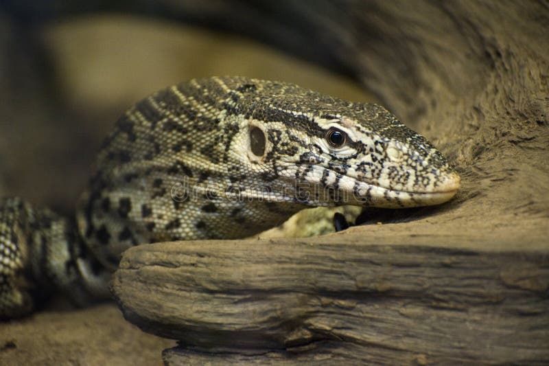 Nile Monitor stock photo. Image of fauna, hills, face - 25097610