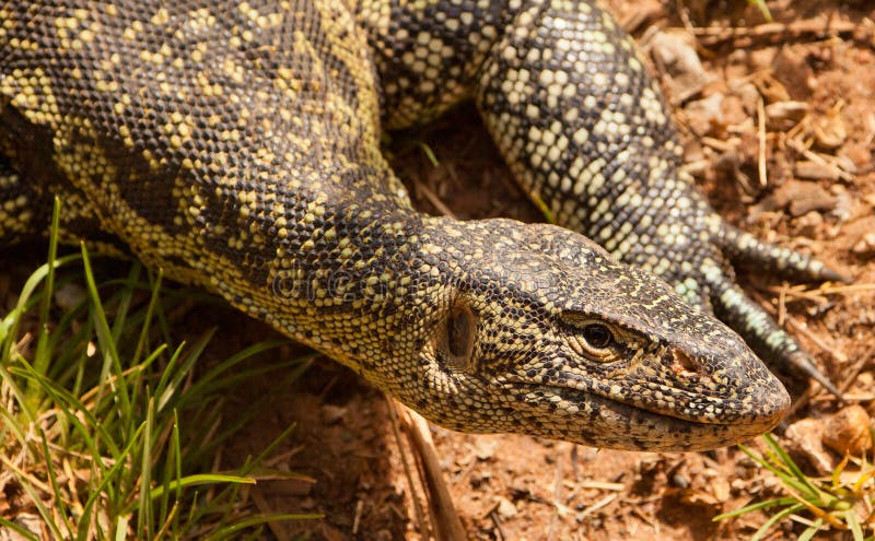 Nile Monitor Varanus Niloticus Stock Photo - Image of hunt, giant ...