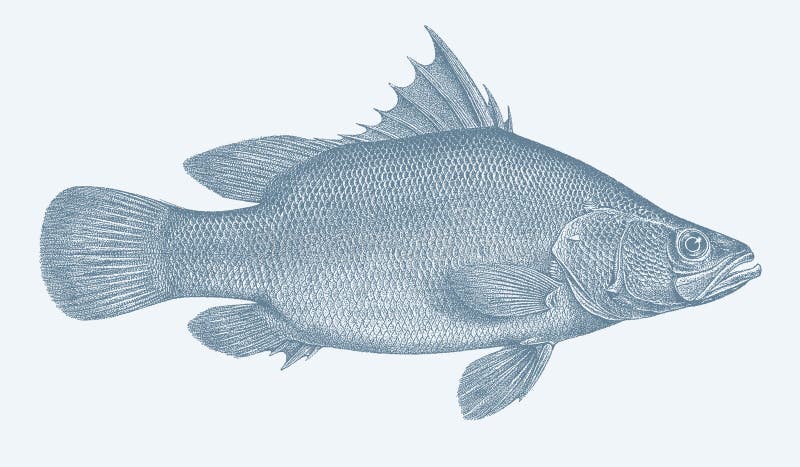 Nile perch lates niloticus stock vector. Illustration of tropical ...