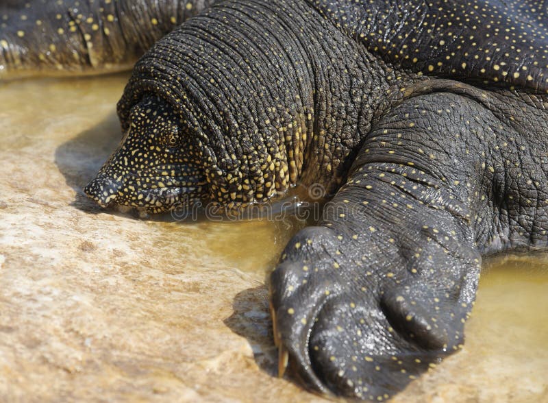Nile Soft-shelled Turtle (Trionyx Triunguis) Stock Photo - Image of ...