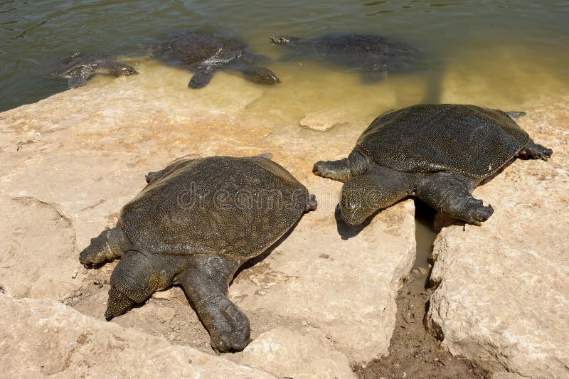 Nile Soft-shelled Turtle (Trionyx Triunguis) Stock Photography - Image ...