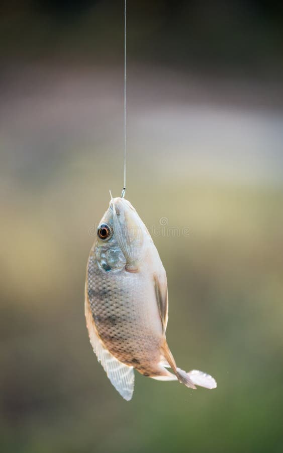 Nile Tilapia Fish Hanging on Hook Stock Photo - Image of catch, mouth ...