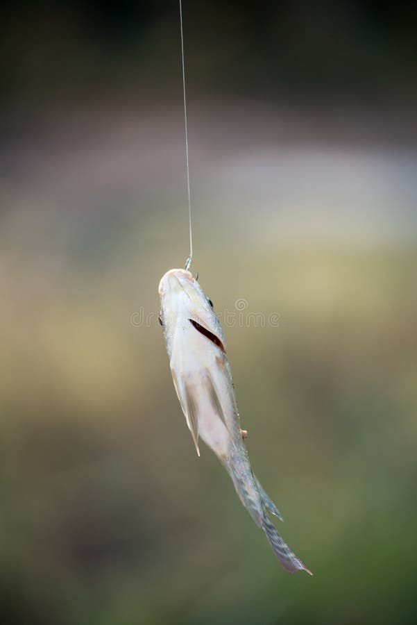 Nile Tilapia Fish Hanging on Hook Stock Photo - Image of nature, fish ...
