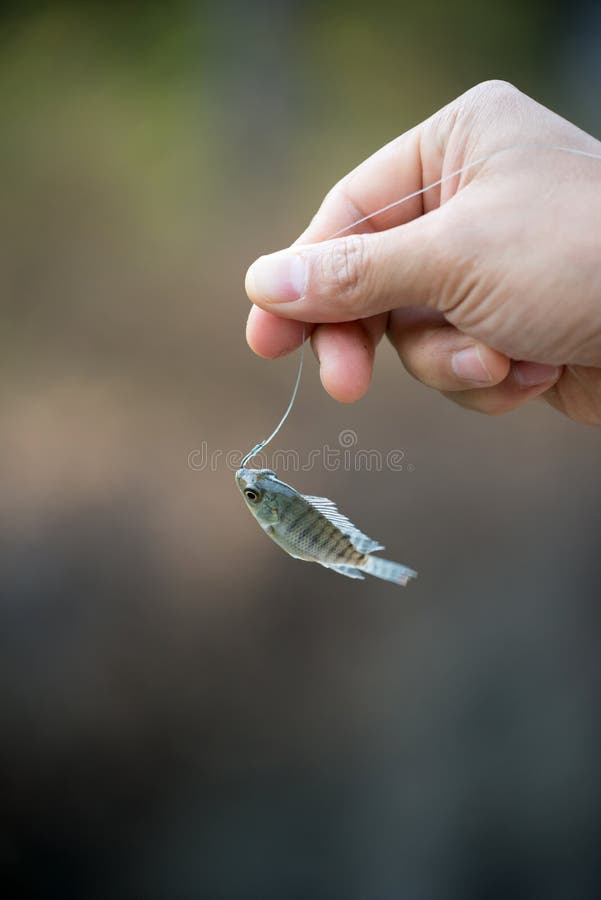 Nile Tilapia Fish Hanging on Hook Stock Photo - Image of angling, fresh ...
