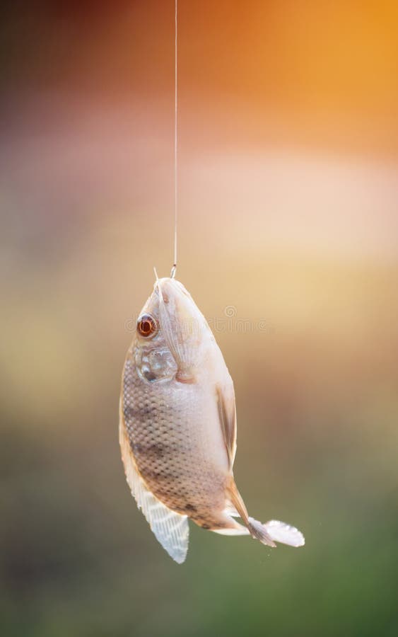 Nile Tilapia Fish Hanging on Hook Stock Image - Image of hooked, mouth ...