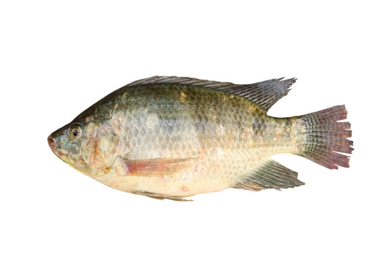 Nile tilapia fish isolated stock photo. Image of small - 86426288