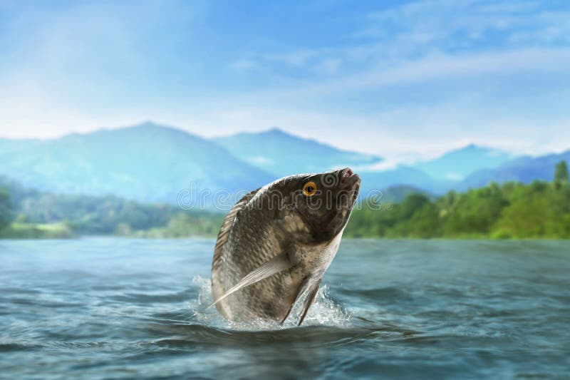 Nile Tilapia Fish Jump Out of Water Stock Image - Image of blue ...