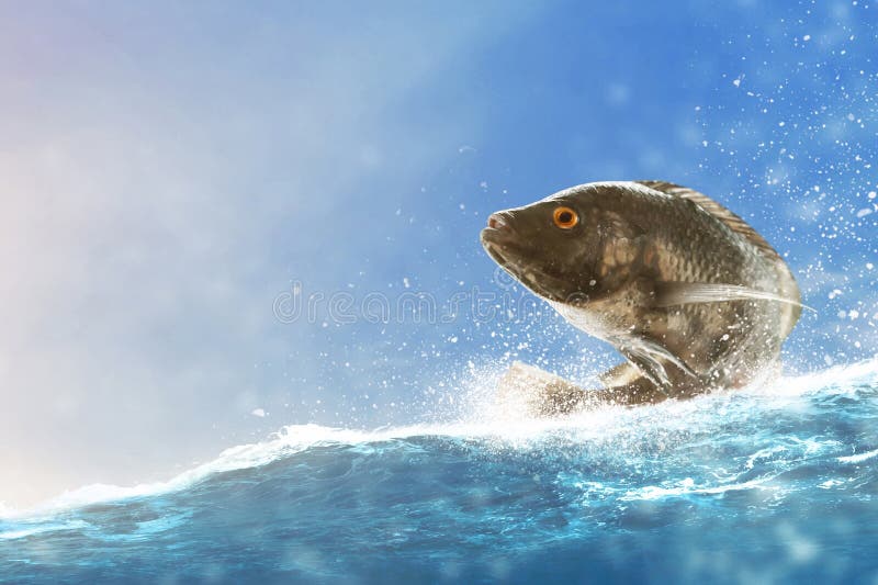 Nile Tilapia Fish Jump Out of Water Stock Photo - Image of ocean, light ...