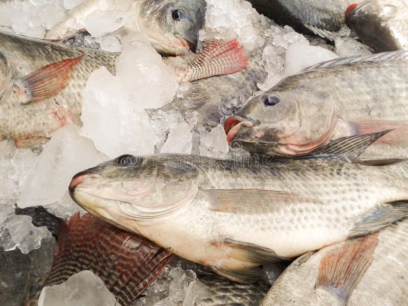 Nile fish stock photo. Image of nature, animal, food - 58552938